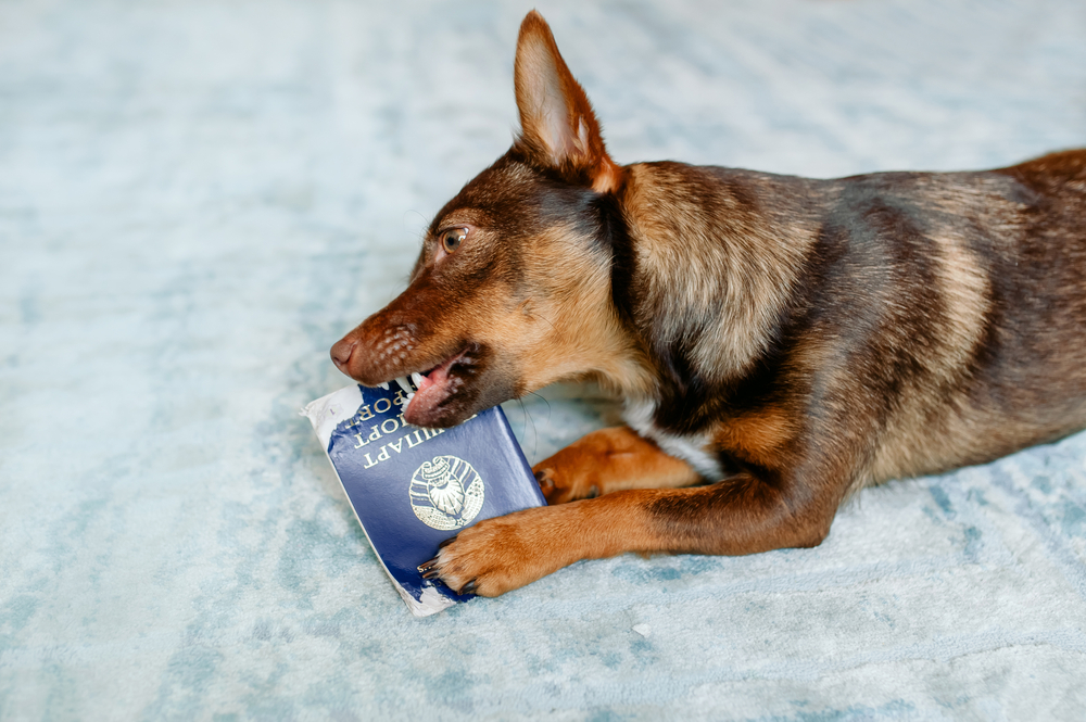 Damaged Passport? Here's What You Need to Do | Going Places