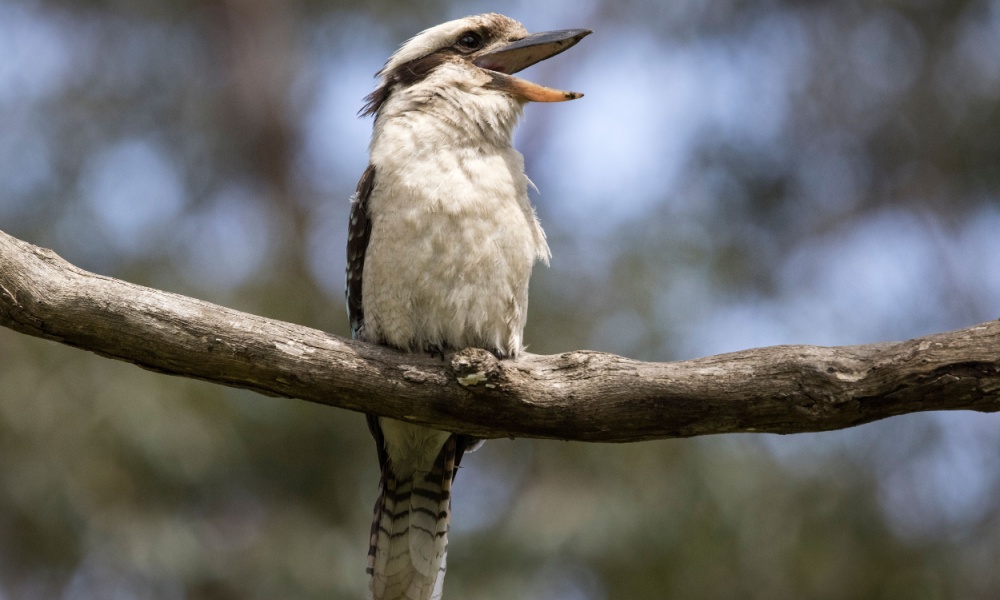 Discovering Australia's Most Iconic Animals | Going Places