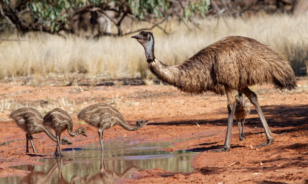 Discovering Australia's Most Iconic Animals | Going Places