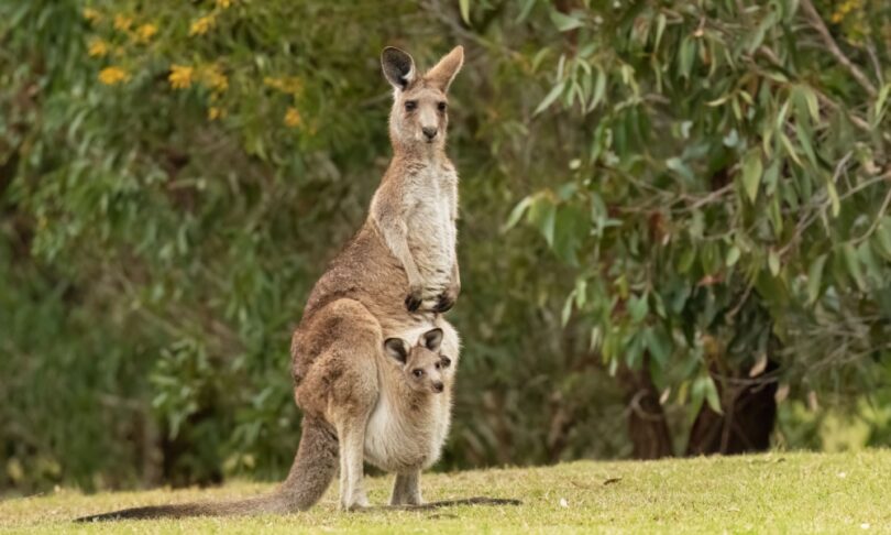 Discovering Australia's Most Iconic Animals | Going Places